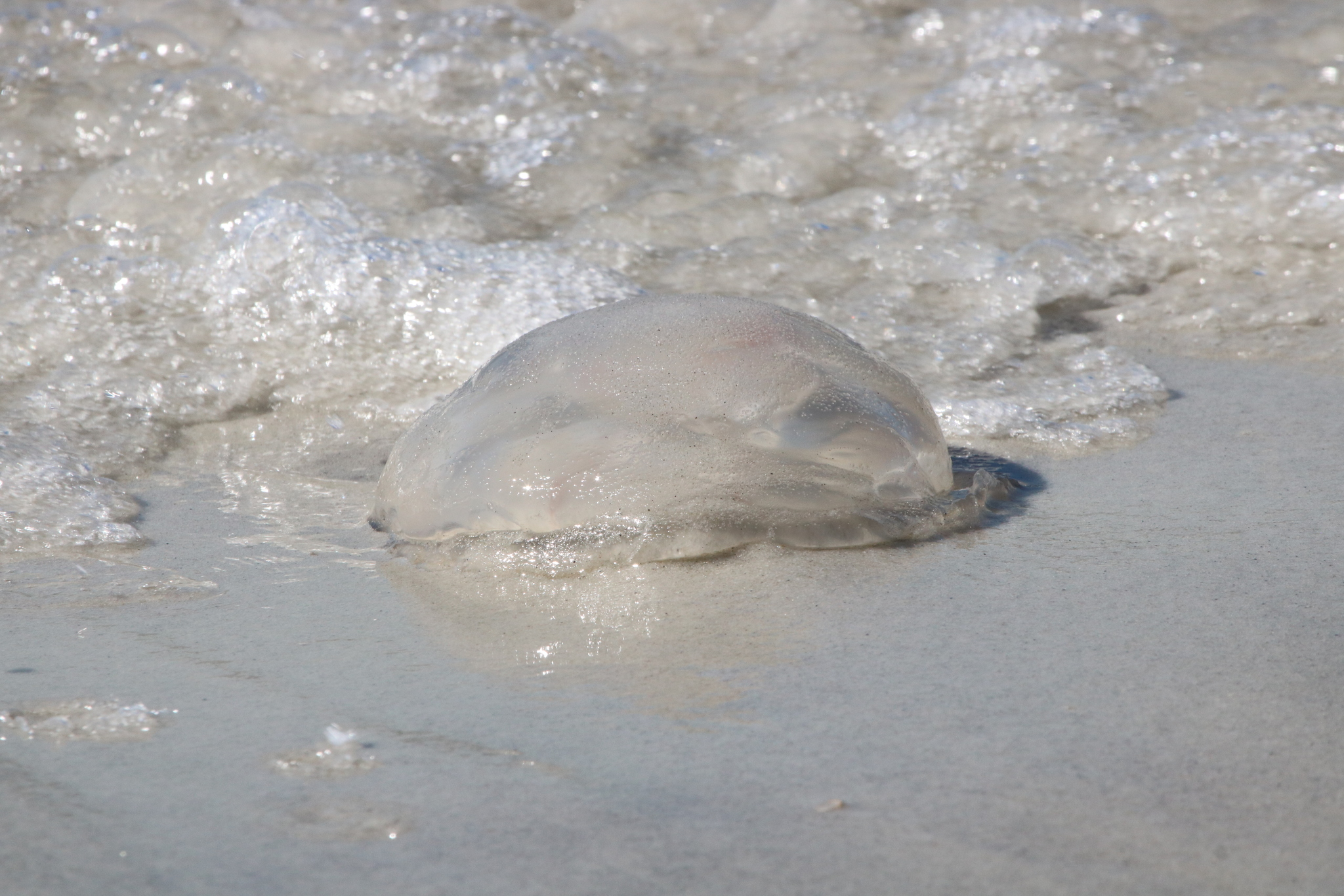 Rhopilema verrilli (Fewkes, 1887)