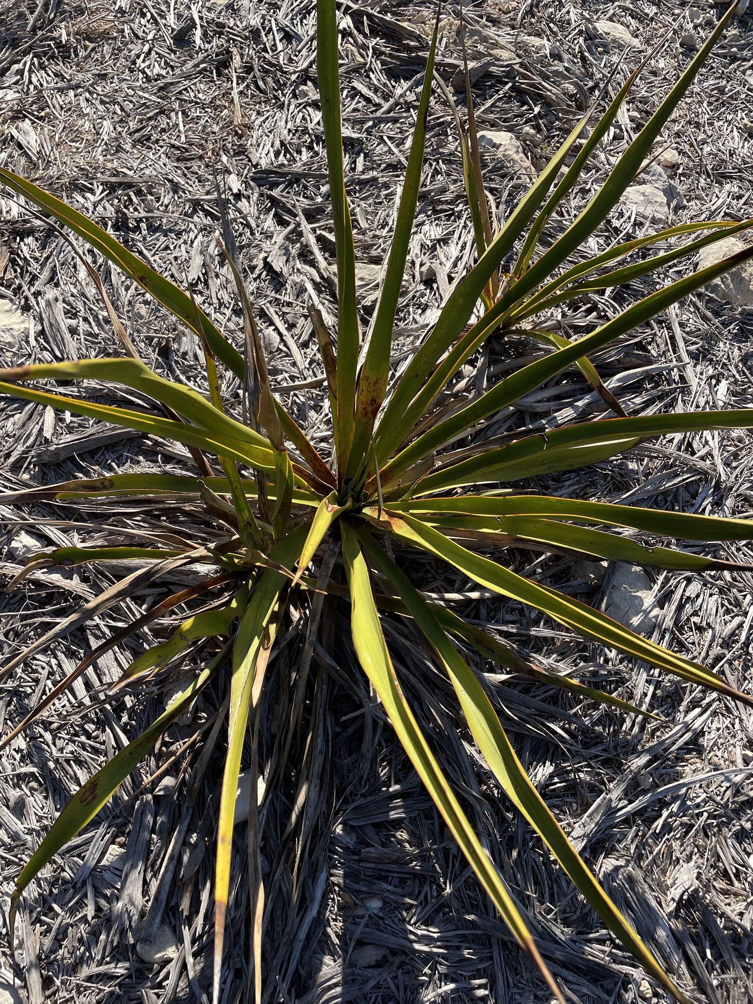 Yucca rupicola Scheele