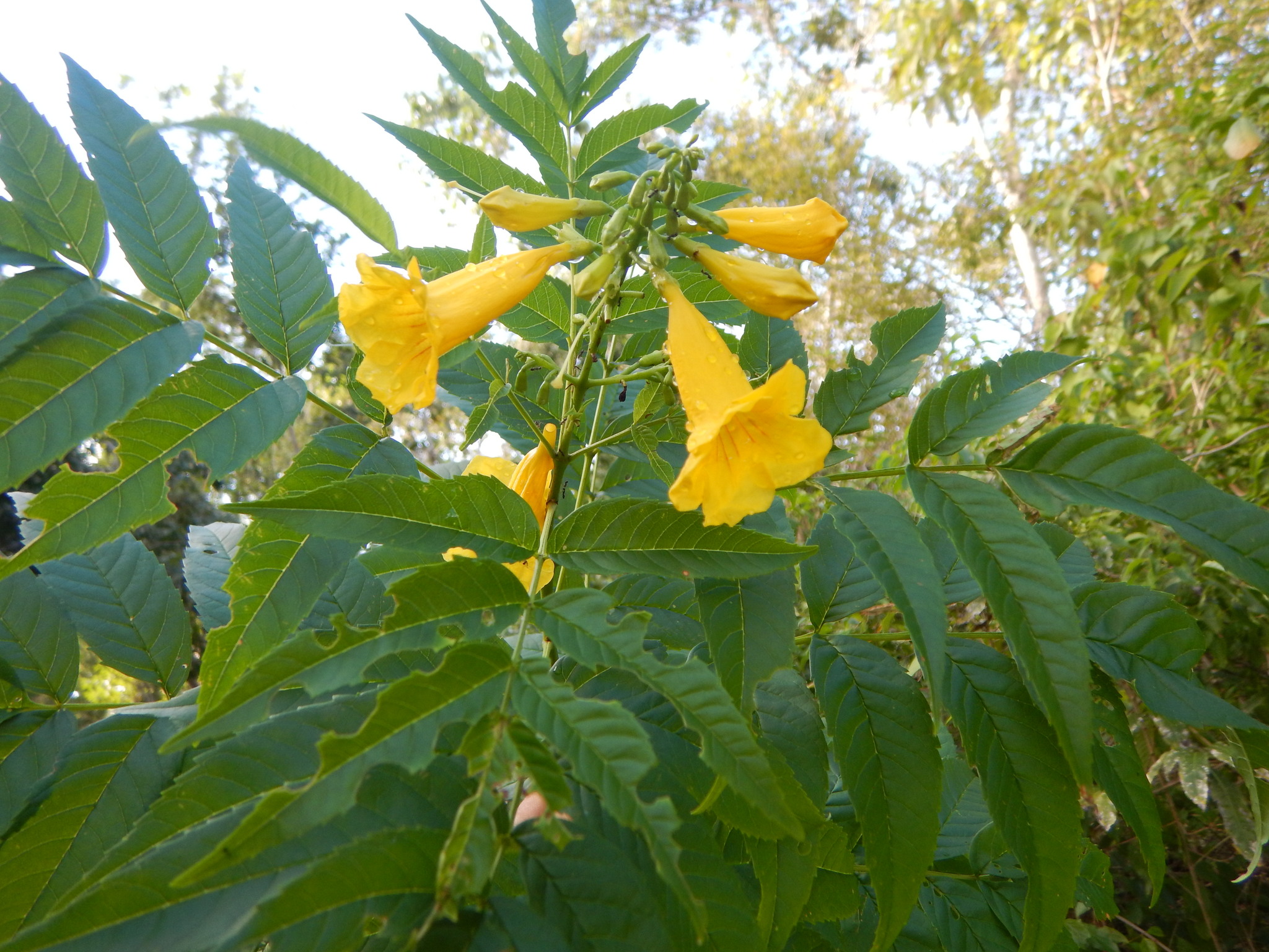 Tecoma stans (L.) Juss. ex Kunth