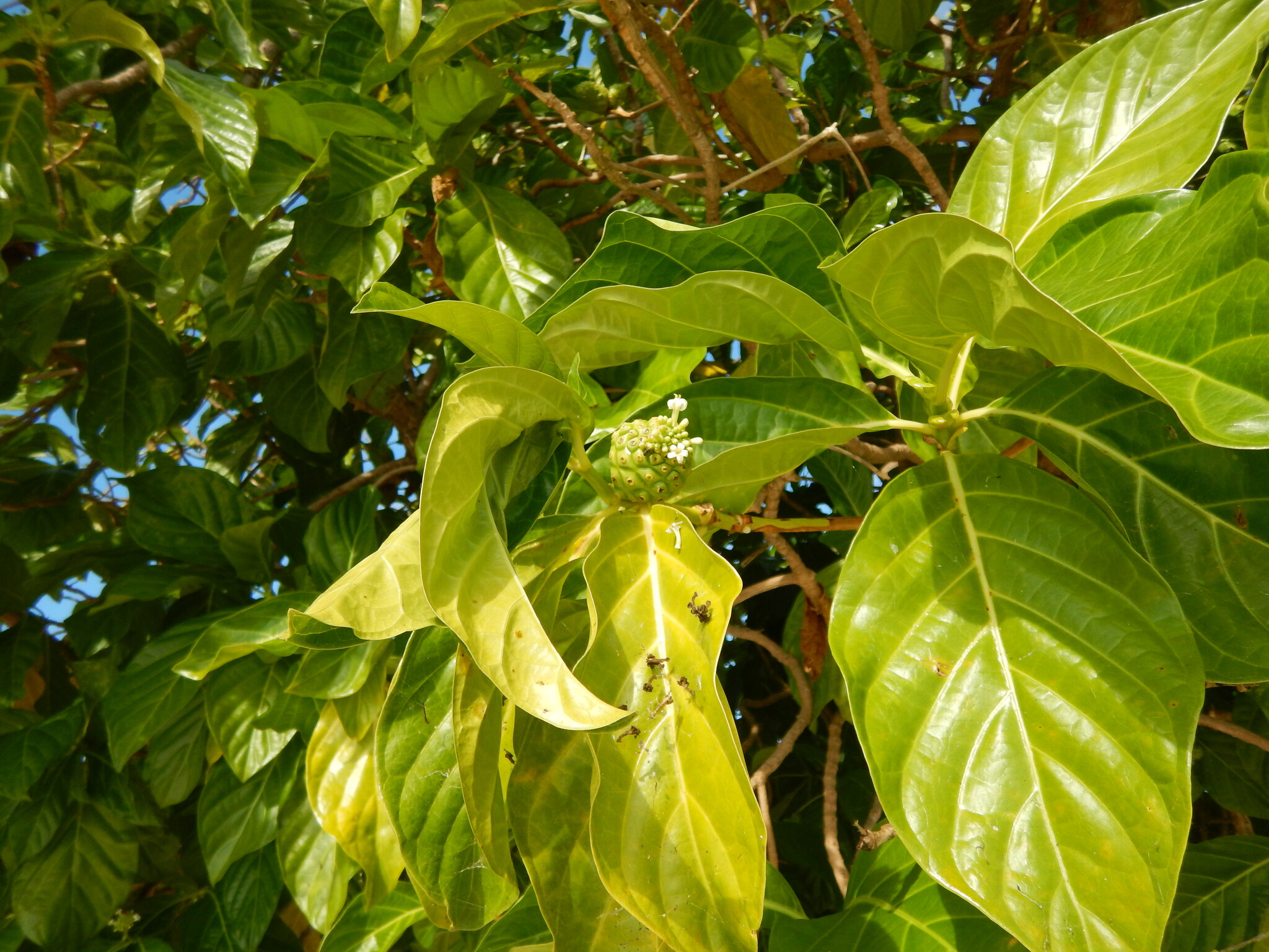Morinda citrifolia L.