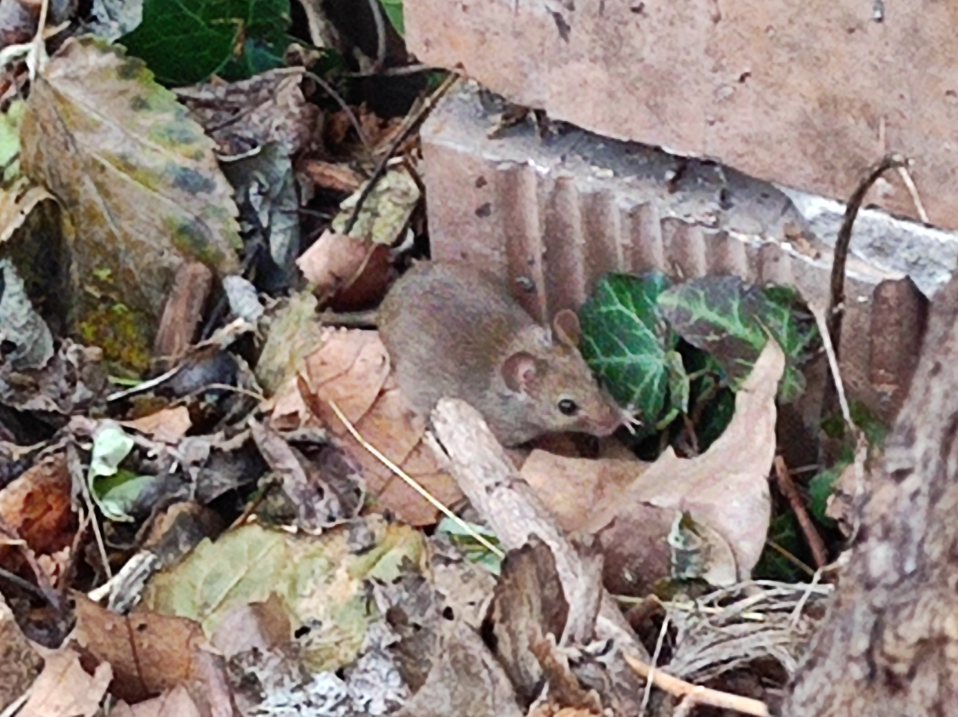 Mus musculus Linnaeus, 1758