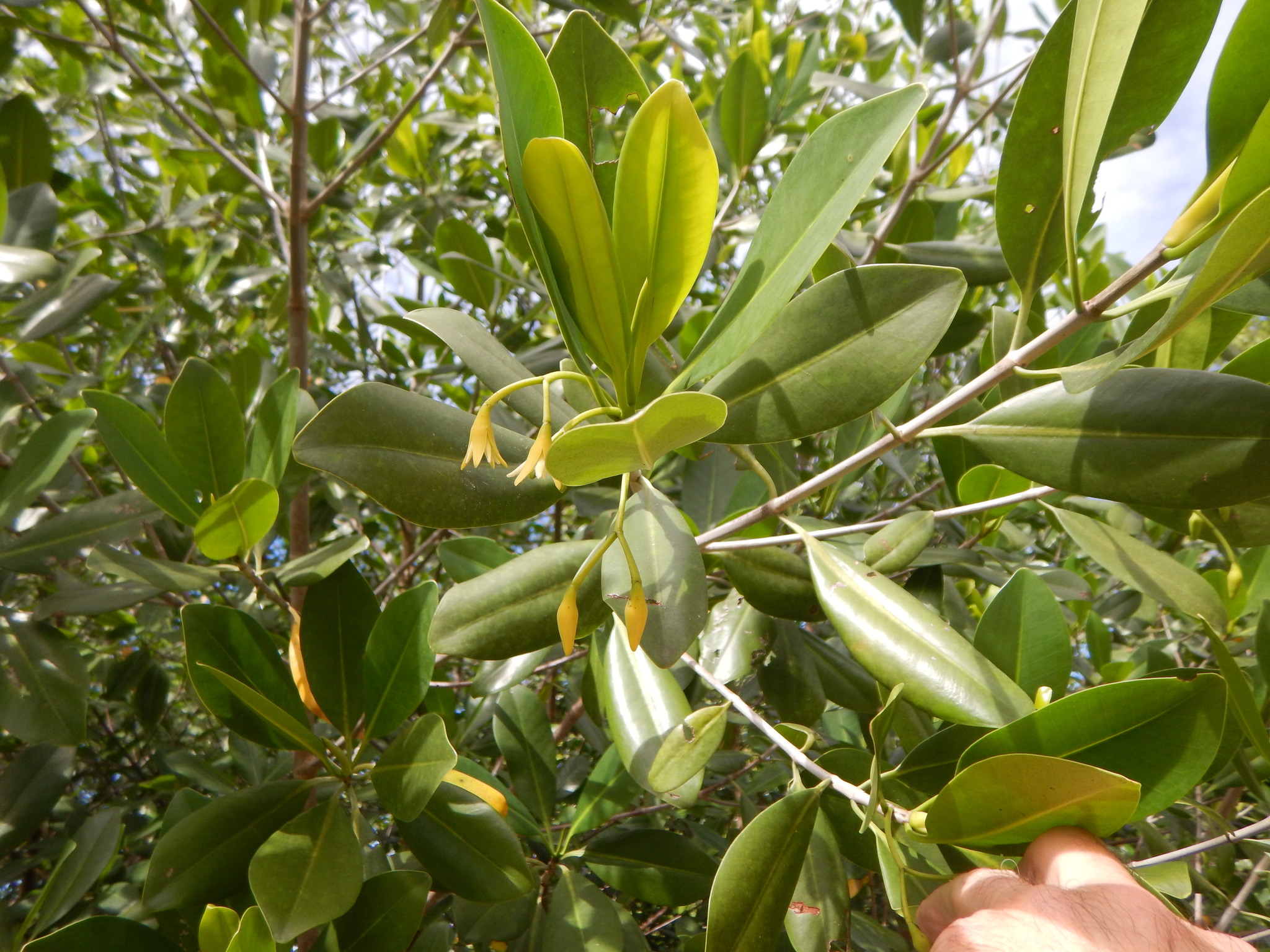 Rhizophora mangle L.