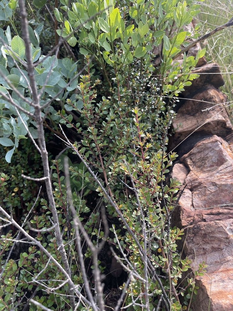 African Boxwood from Wonderboom Nature Reserve, Pretoria, GP, ZA on ...