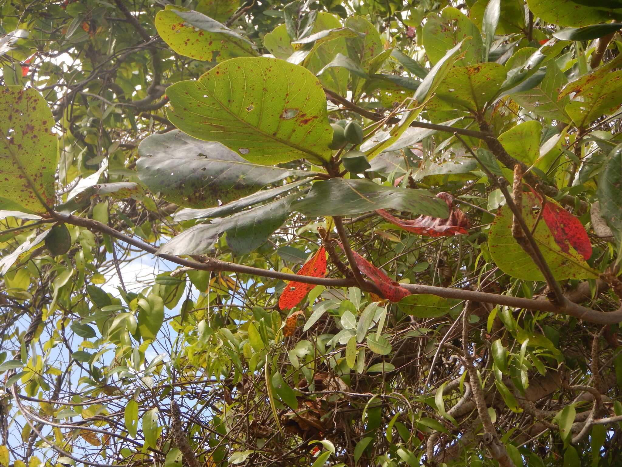 Terminalia catappa L.