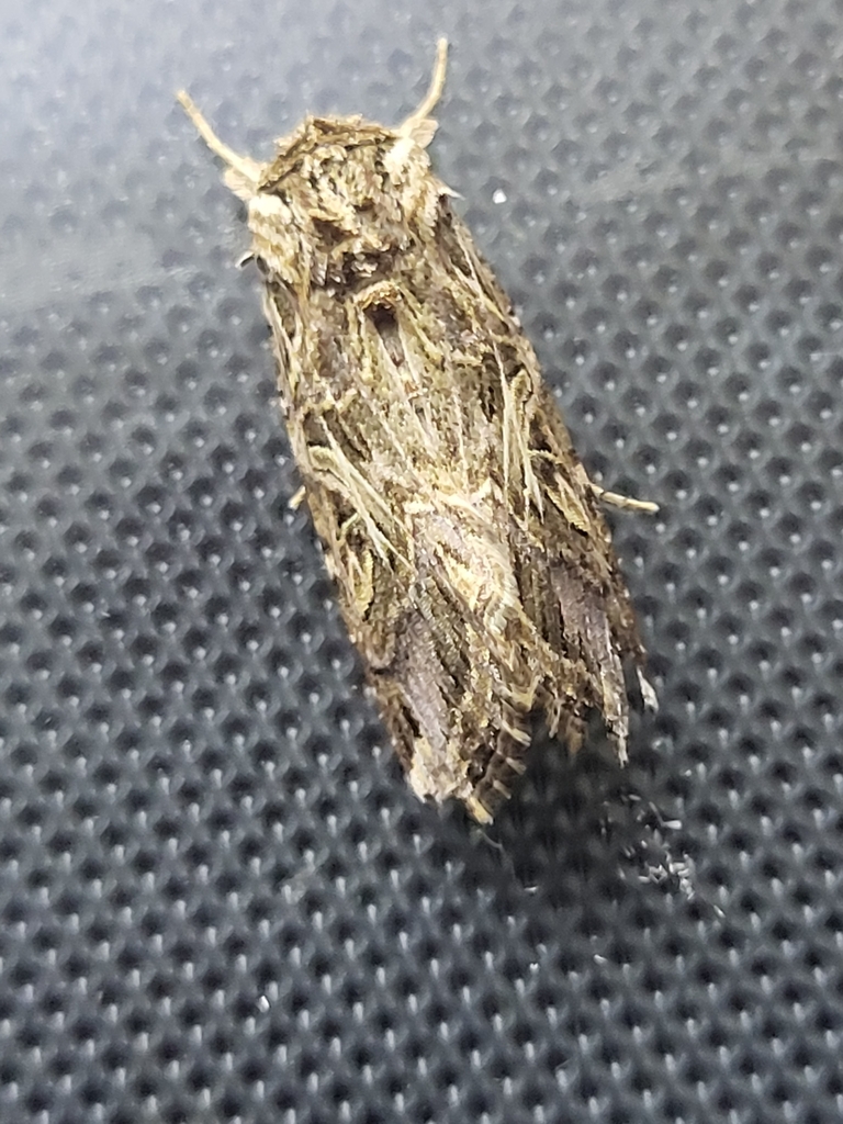 Oriental leafworm moth from 4F2P+PHH, Ernakulam, Kerala 682011, Indien on January 08, 2023 at 09 ...