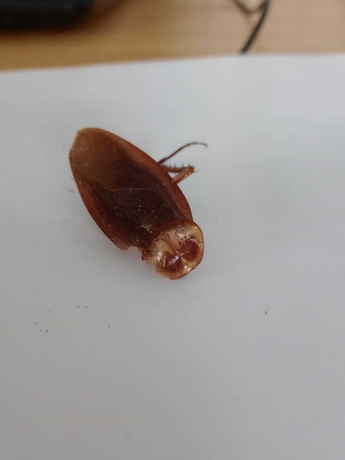 Periplaneta americana (Linnaeus, 1758)