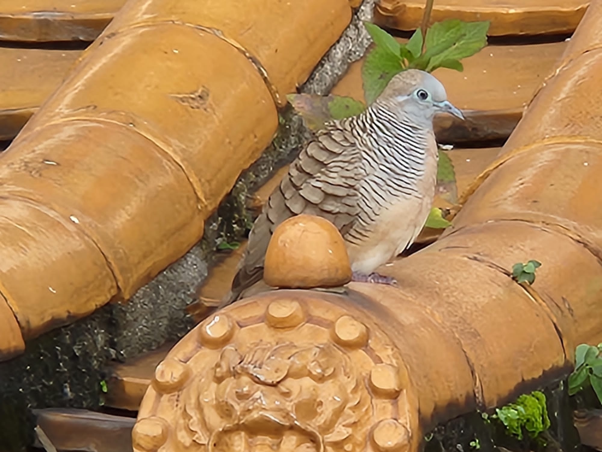 Geopelia striata (Linnaeus, 1766)