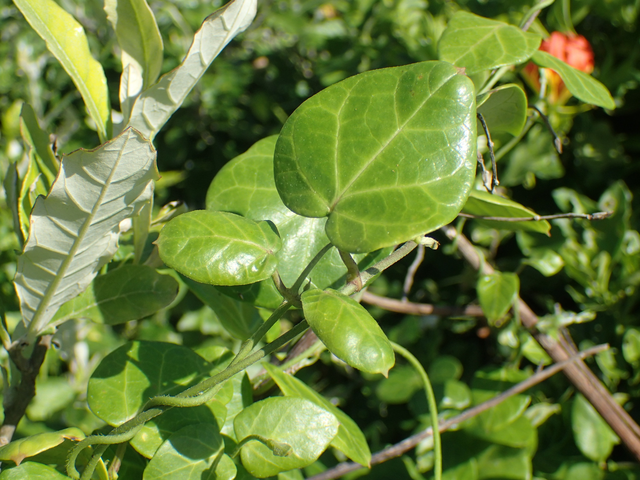 Cynanchum L.
