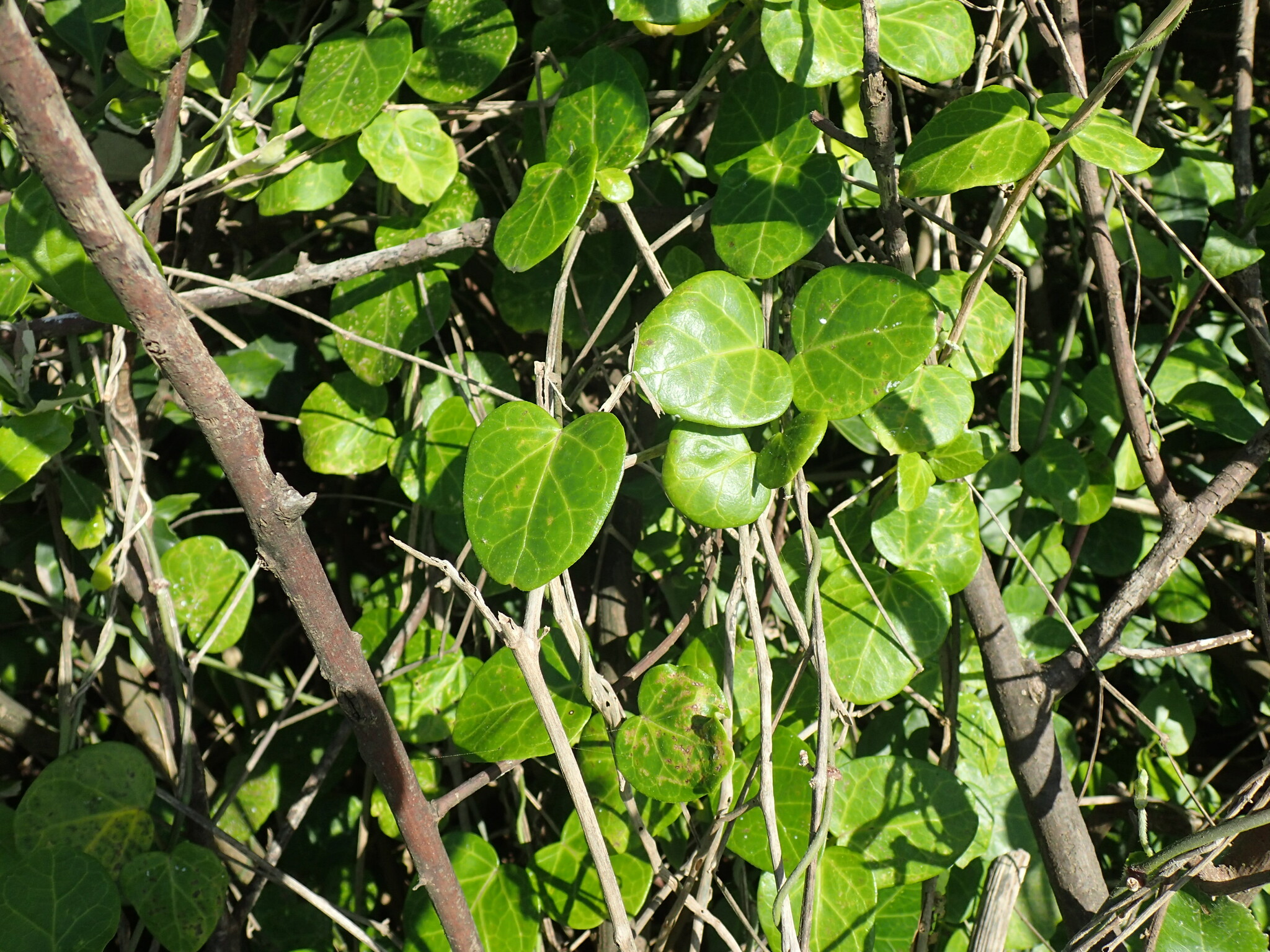 Cynanchum L.