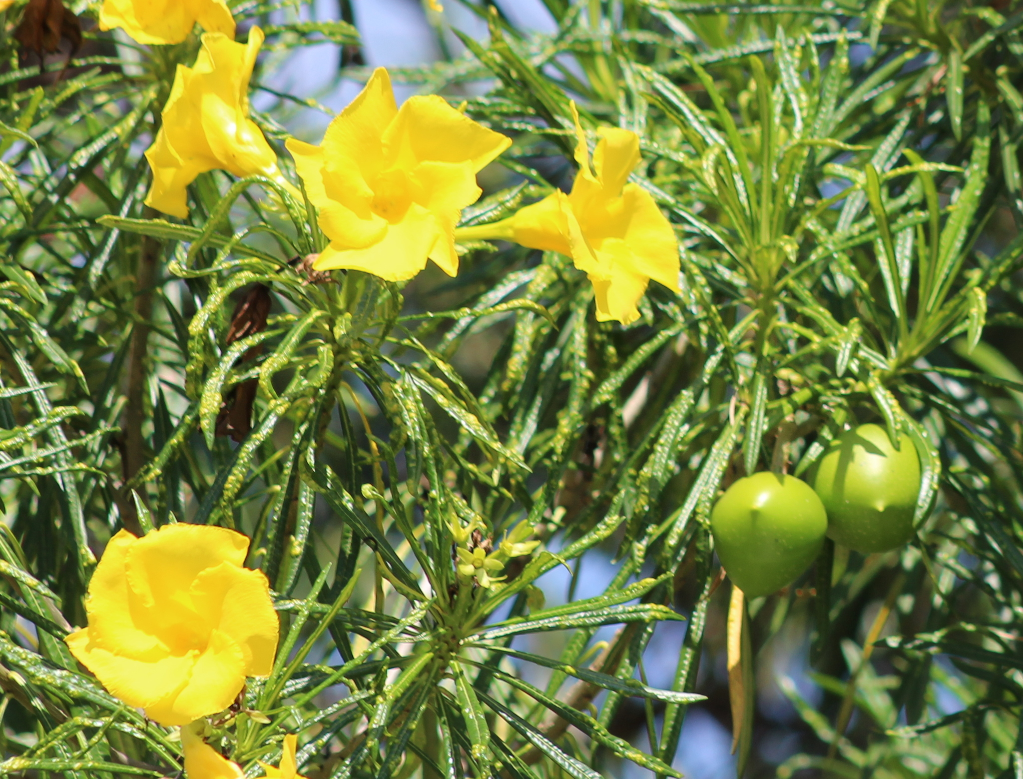 Thevetia Thevetioides