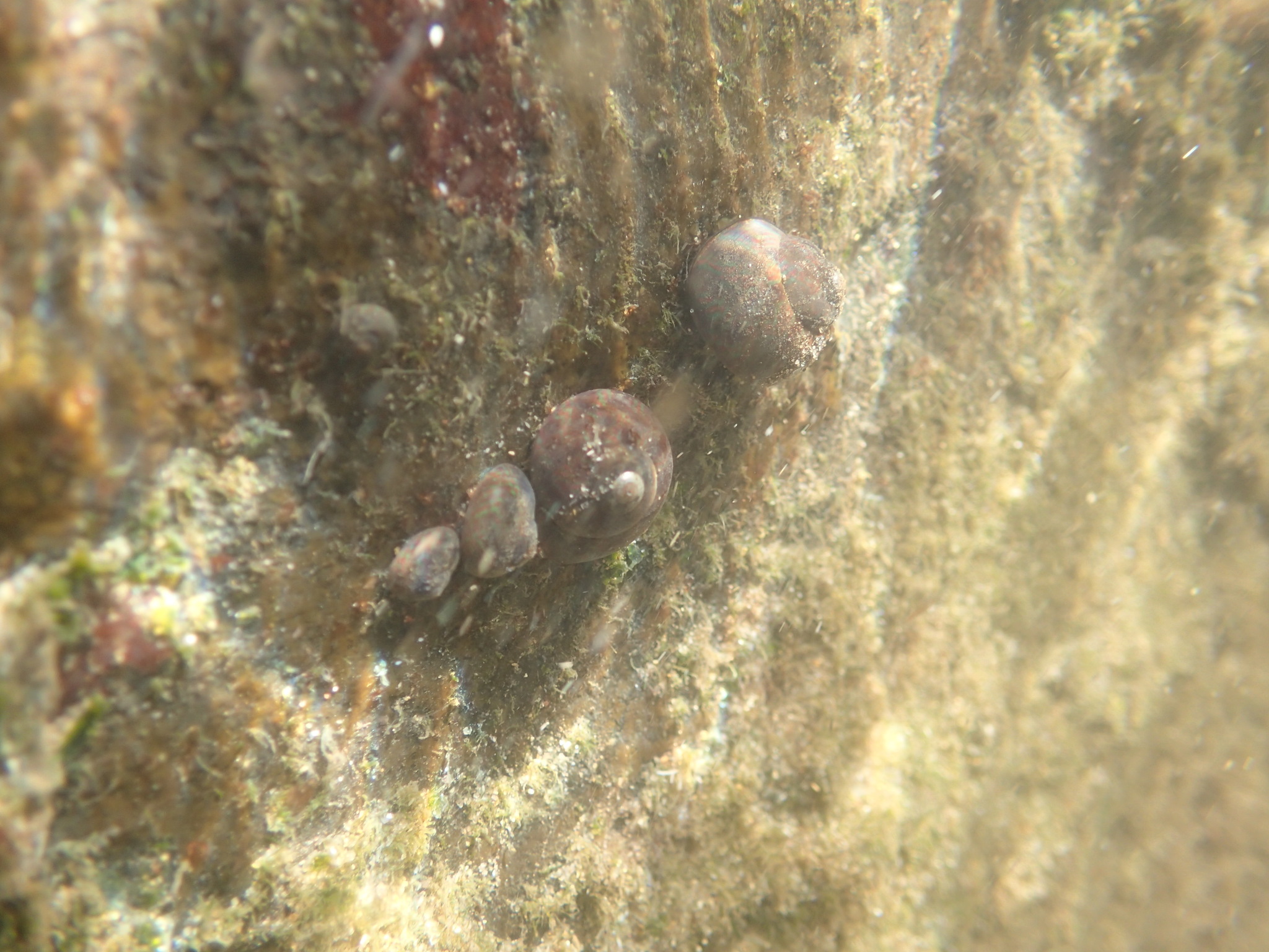 Oxystele tabularis (F.Krauss, 1848)