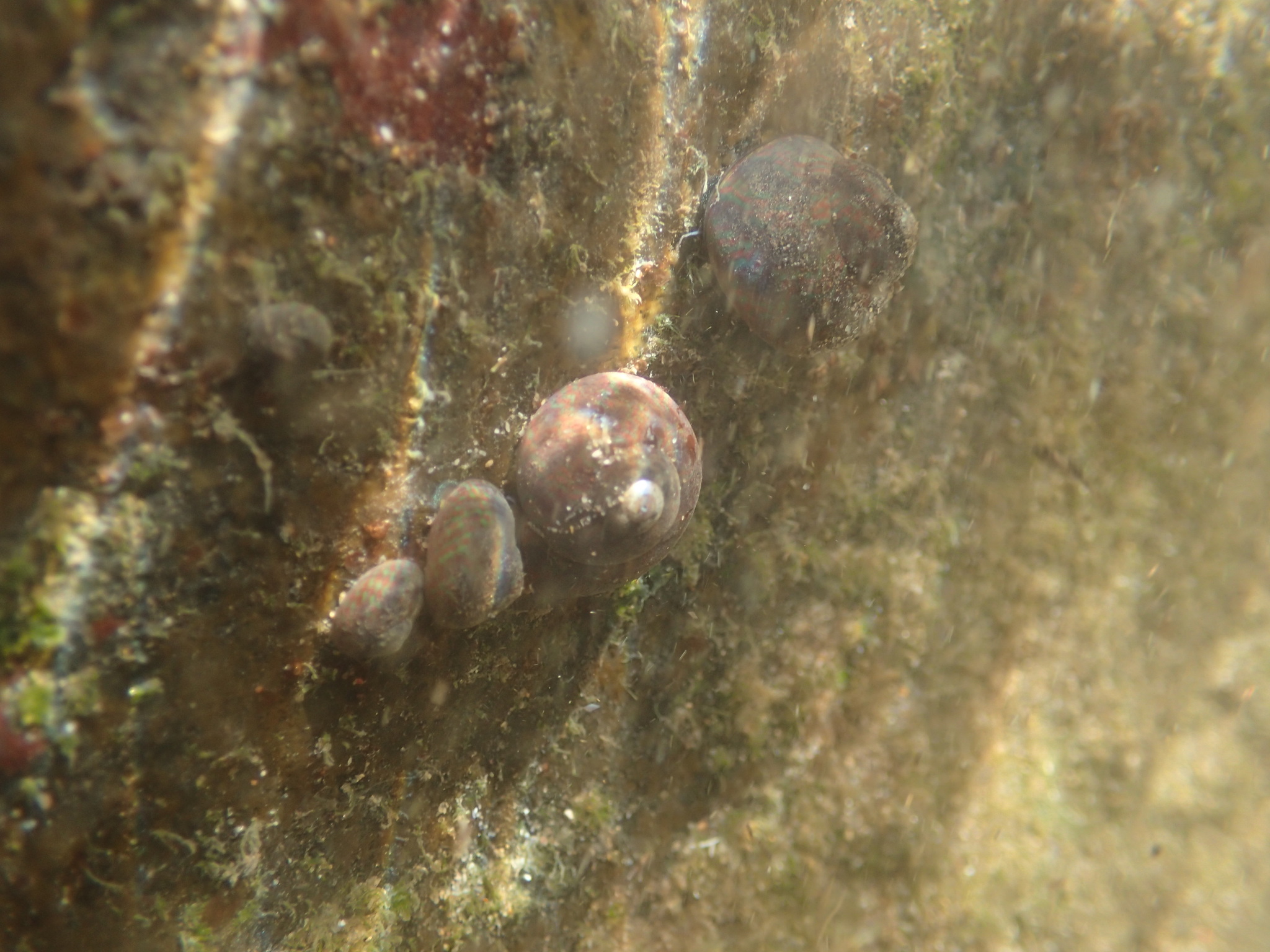 Oxystele tabularis (F.Krauss, 1848)