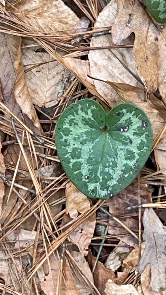 little heartleaf from Barhamsville on December 12, 2022 at 01:23 PM by ...