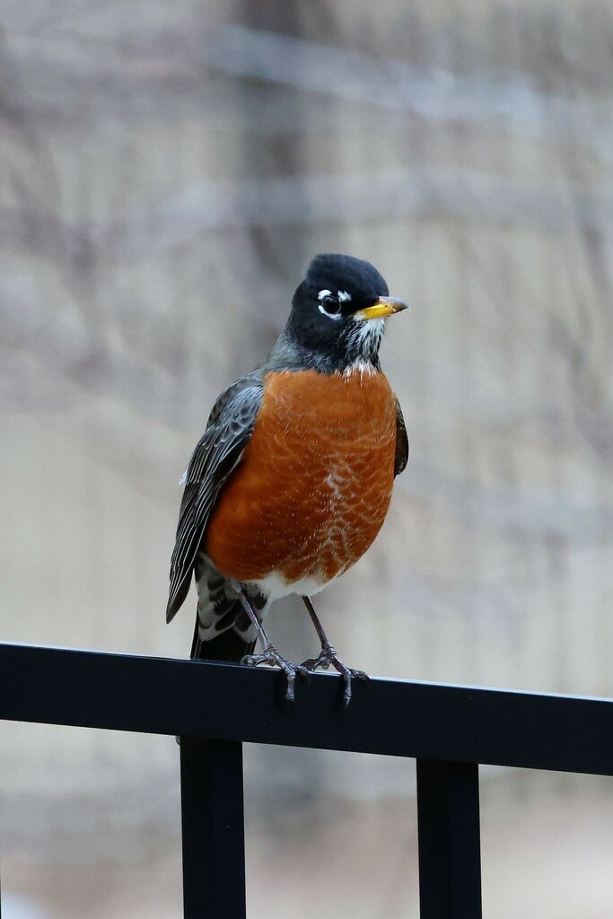 American Robin from 1732 Felts Parkway, Fort Mill, SC, USA on January ...