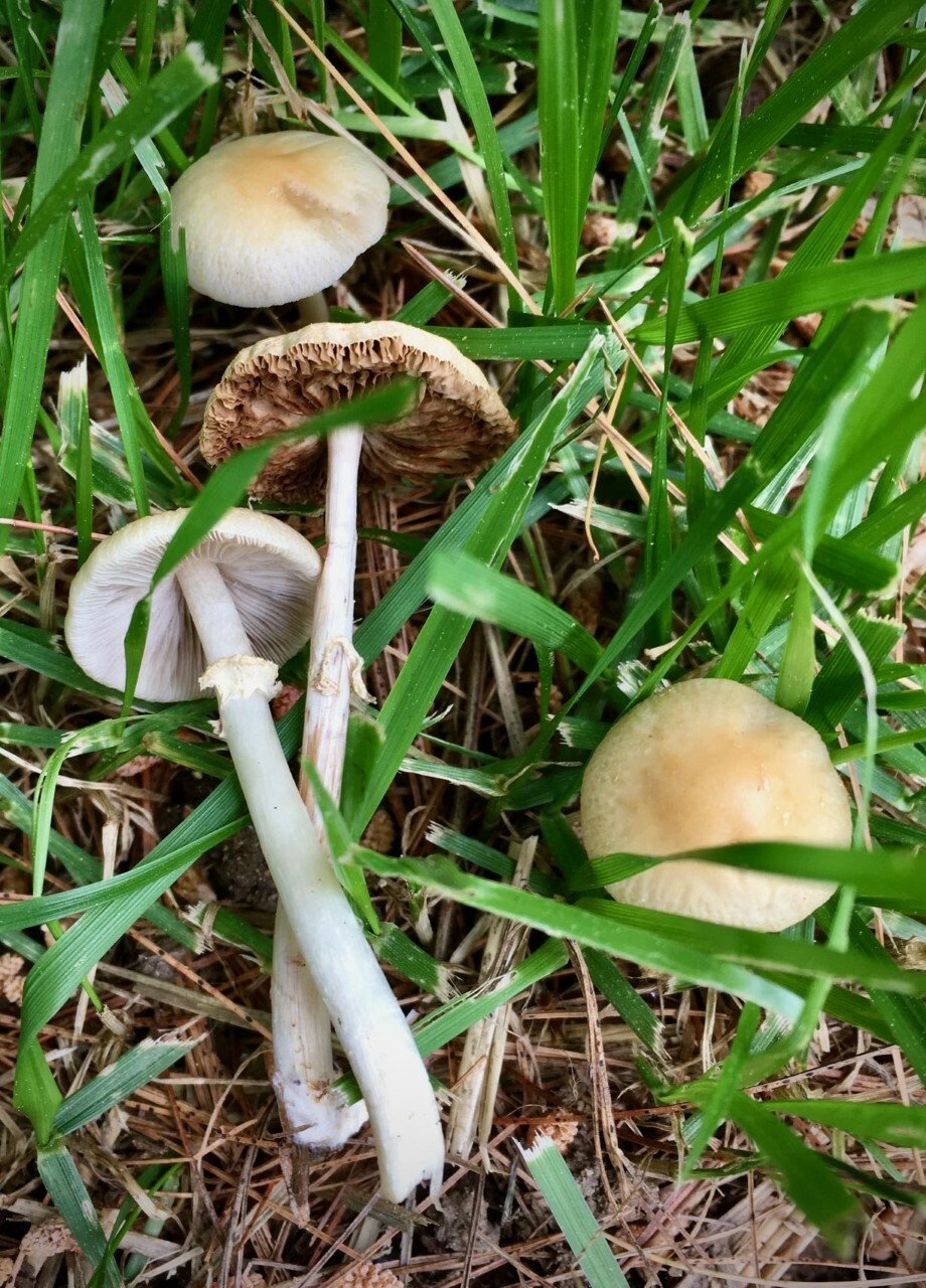 Agrocybe Fayod, 1889
