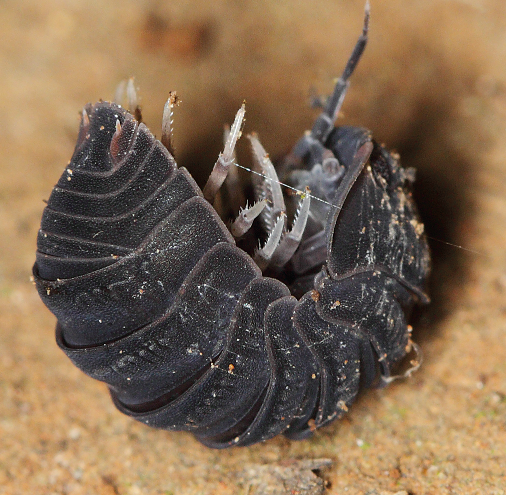 Armadillidae