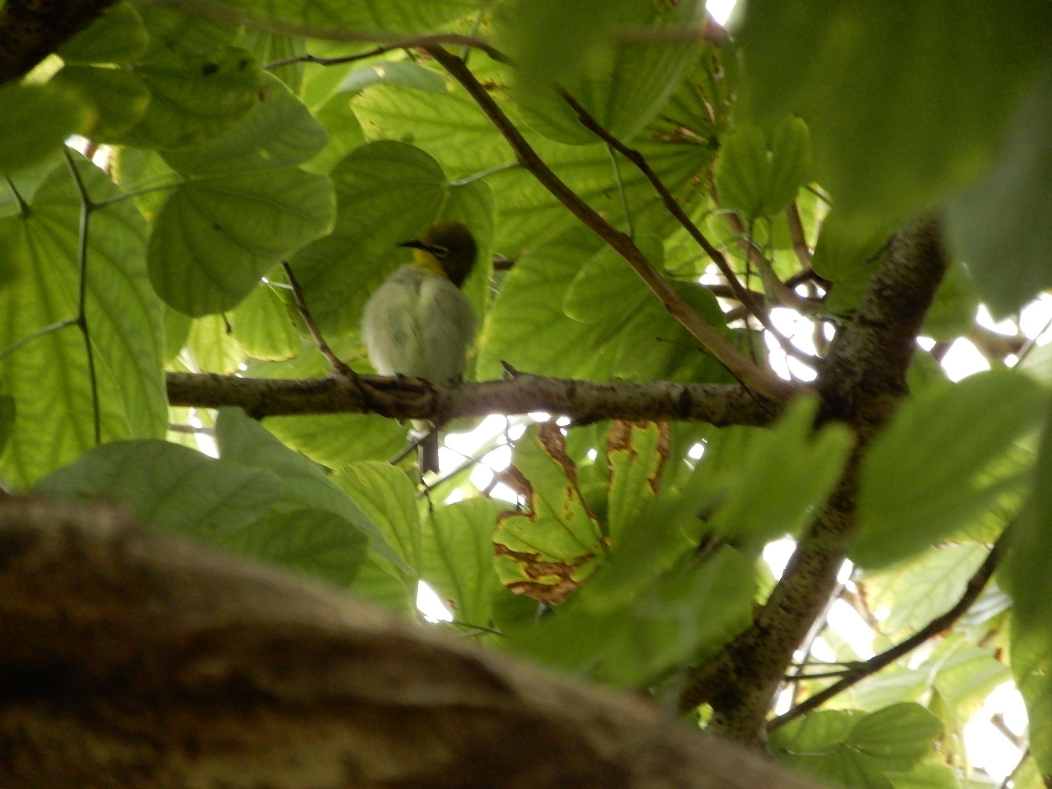 Zosterops simplex Swinhoe, 1861