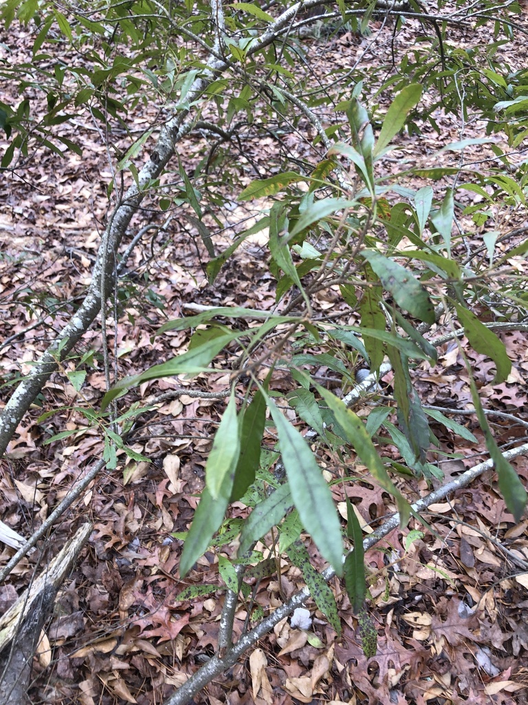 wax myrtle from Lacustrian Ln, Central, SC, US on January 8, 2023 at 11 ...