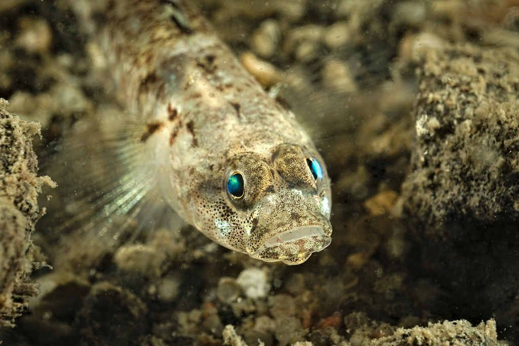 Painted Goby from Ammoniakhavnen on January 07, 2023 at 12:57 PM by ...