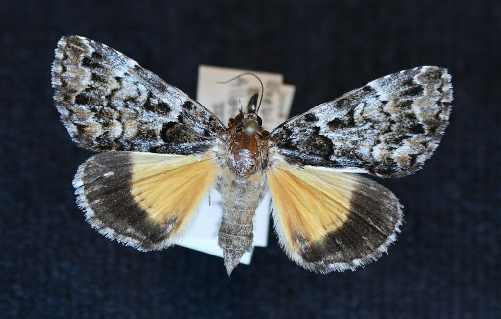 False Underwing in September 2016 by kwillard · iNaturalist