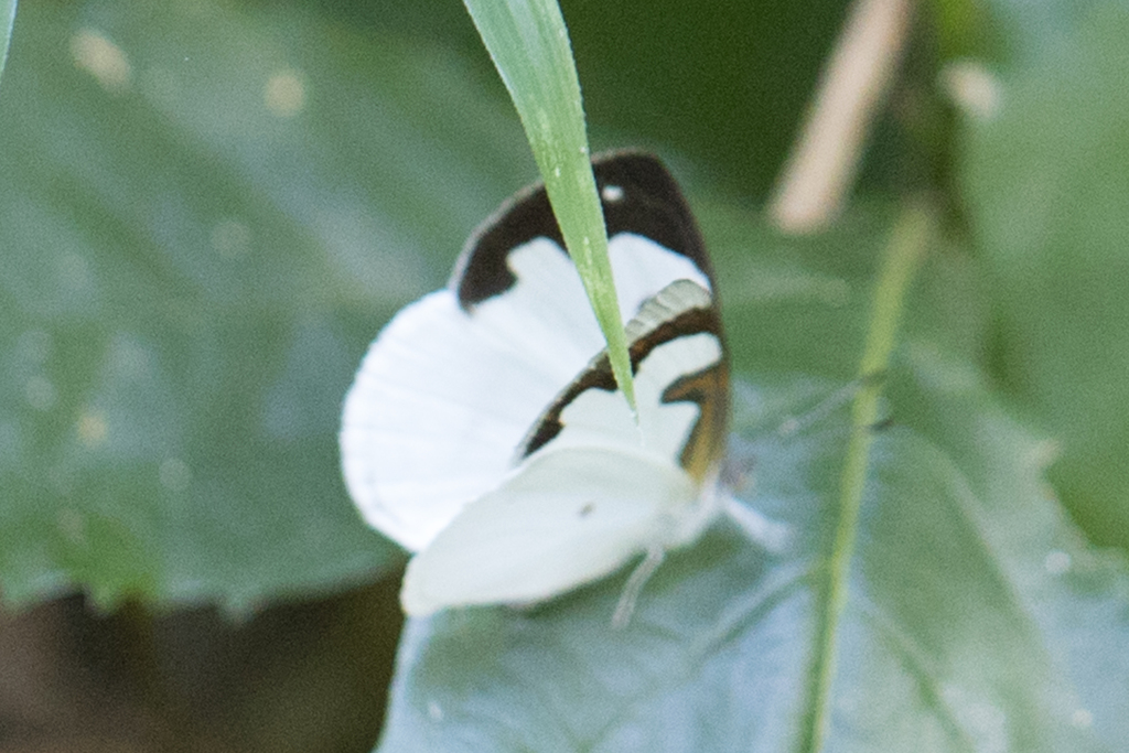Dynamine myrrhina from São Martinho da Serra - RS, Brasil on January 8 ...