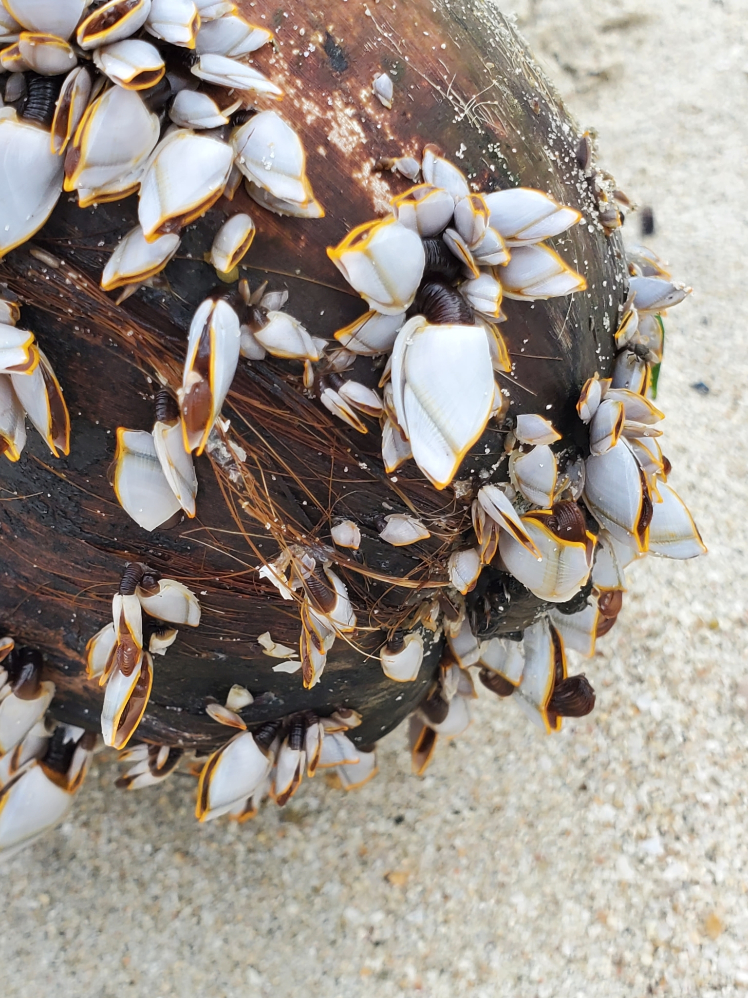 Lepas anserifera Linnaeus, 1767