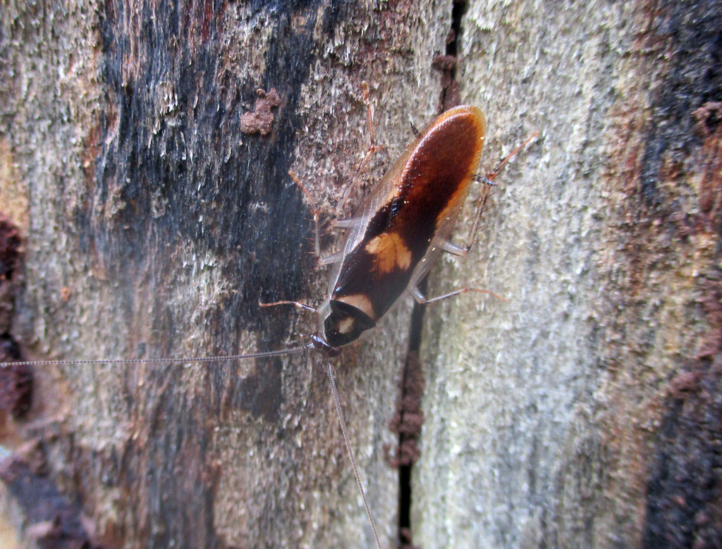 Supella dimidiata from Serowe on January 8, 2023 by Botswanabugs. under ...