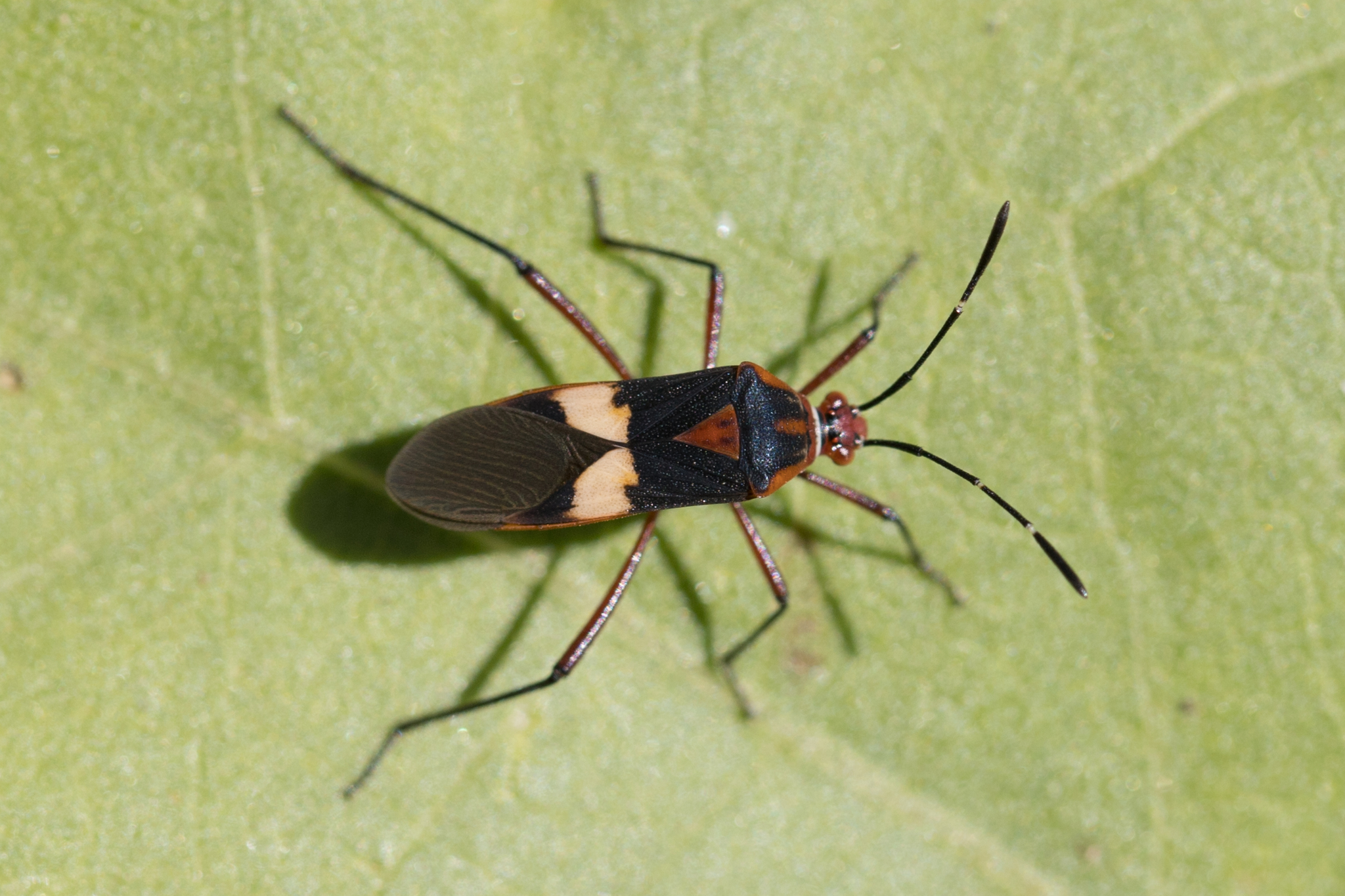 Hypselonotus Hahn, 1833