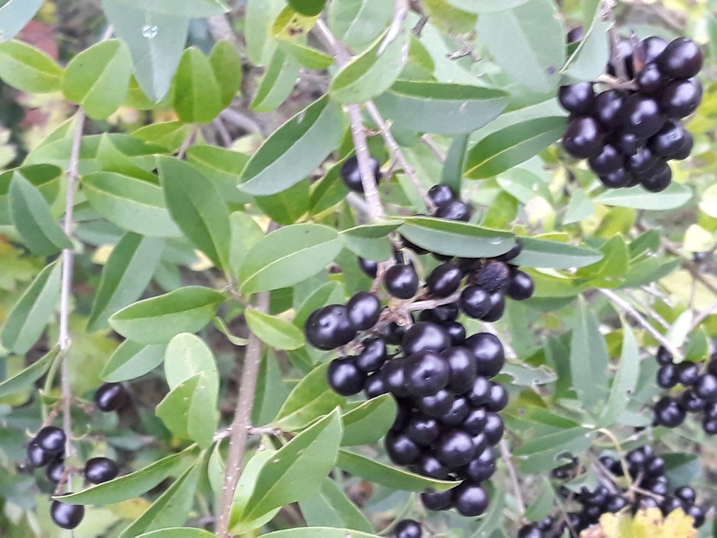 Common Privet from Майоровка, Львов, Львовская область, Украина on ...