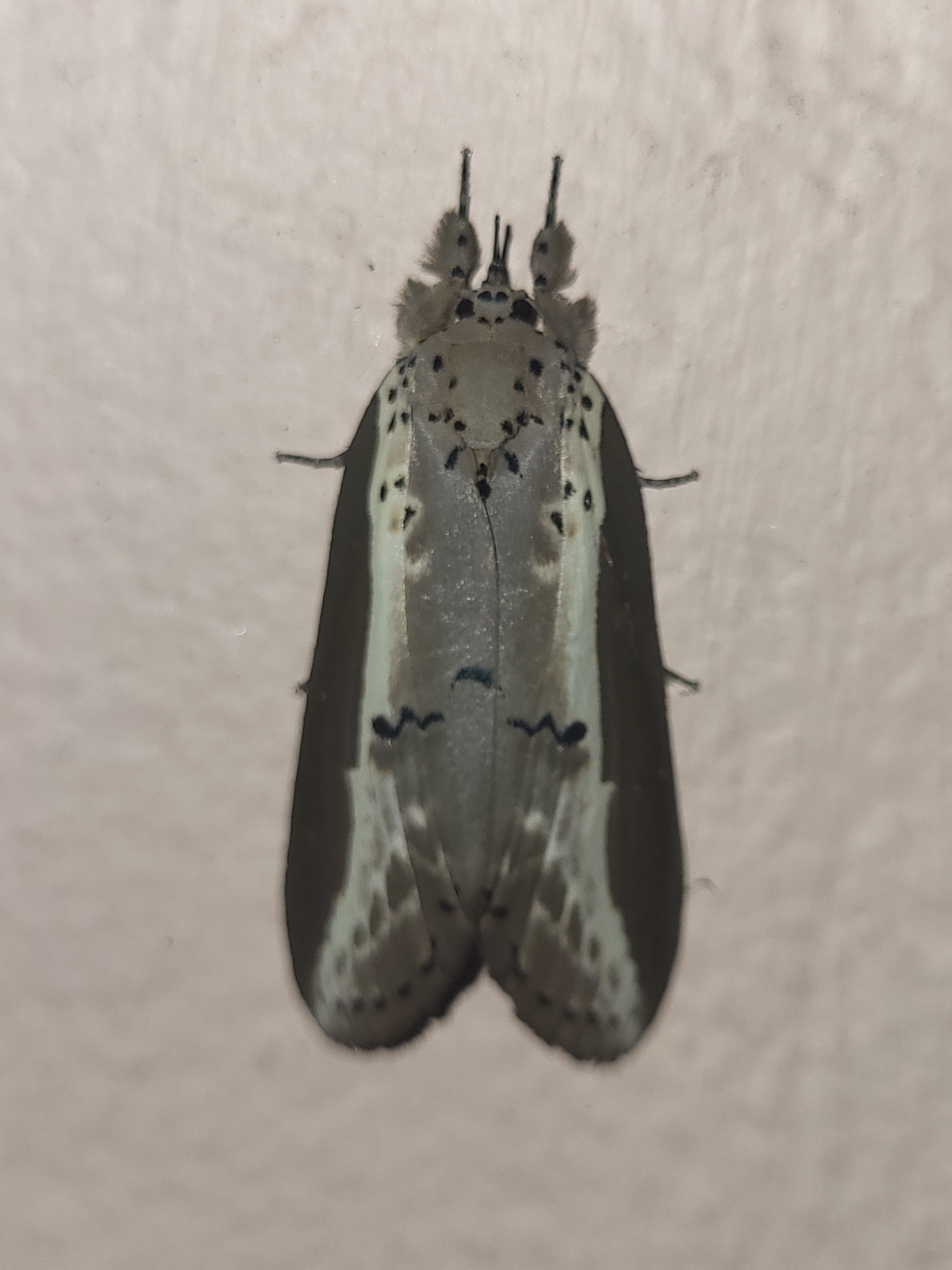 Eligma narcissus (Cramer, 1775)