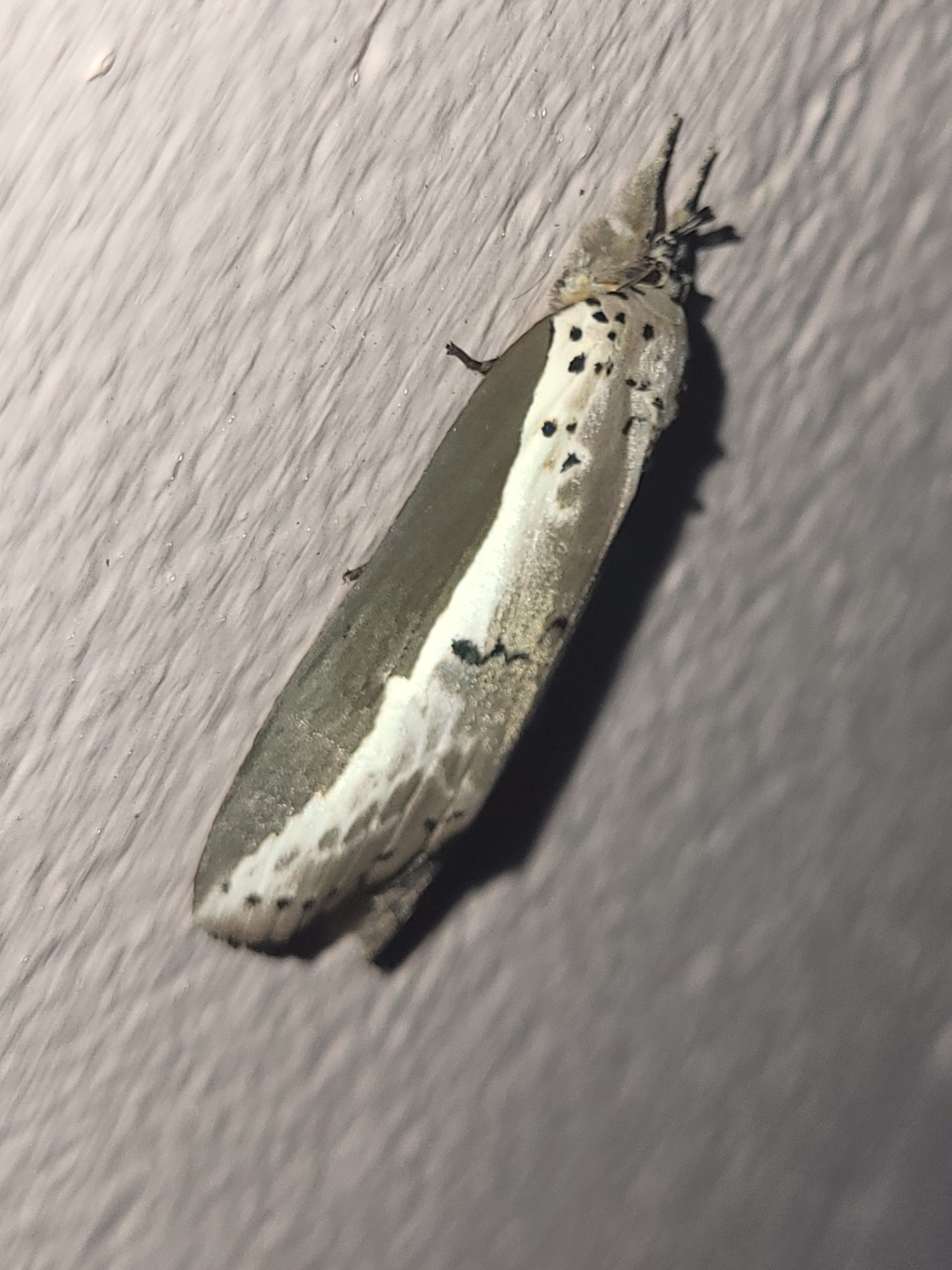 Eligma narcissus (Cramer, 1775)