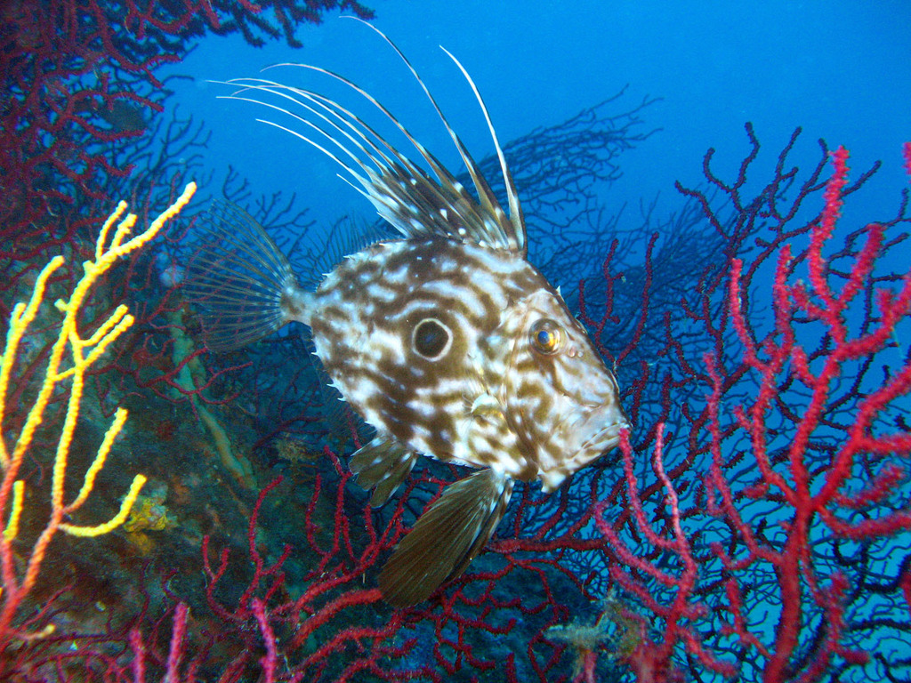 John Dory (Zeus faber) - Marine Life Identification