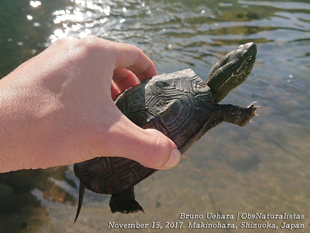 Chinese Pond Turtle in November 2017 by Observações Naturalistas ...