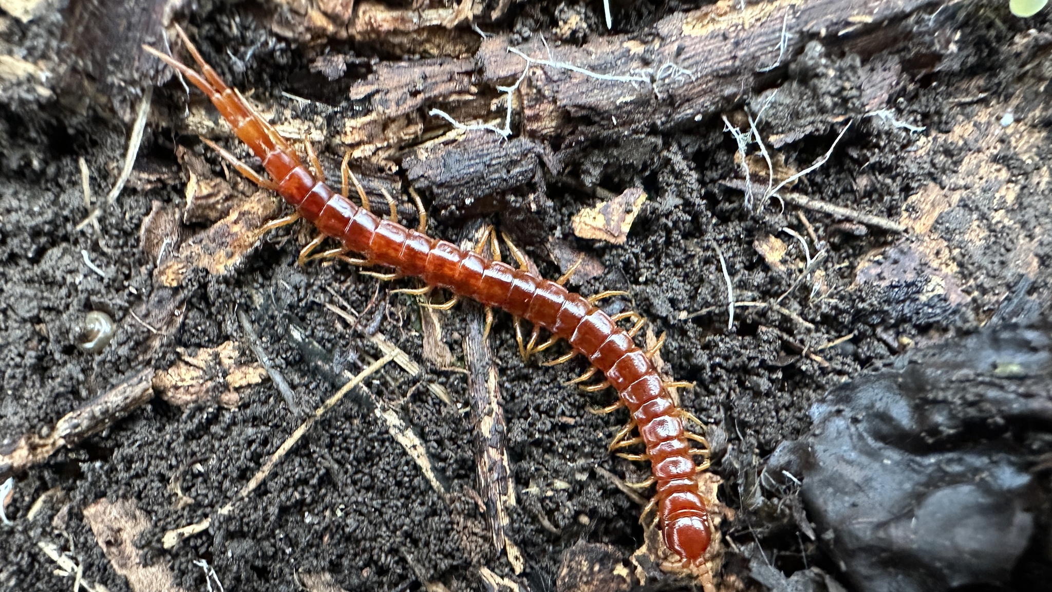 Scolopocryptopidae