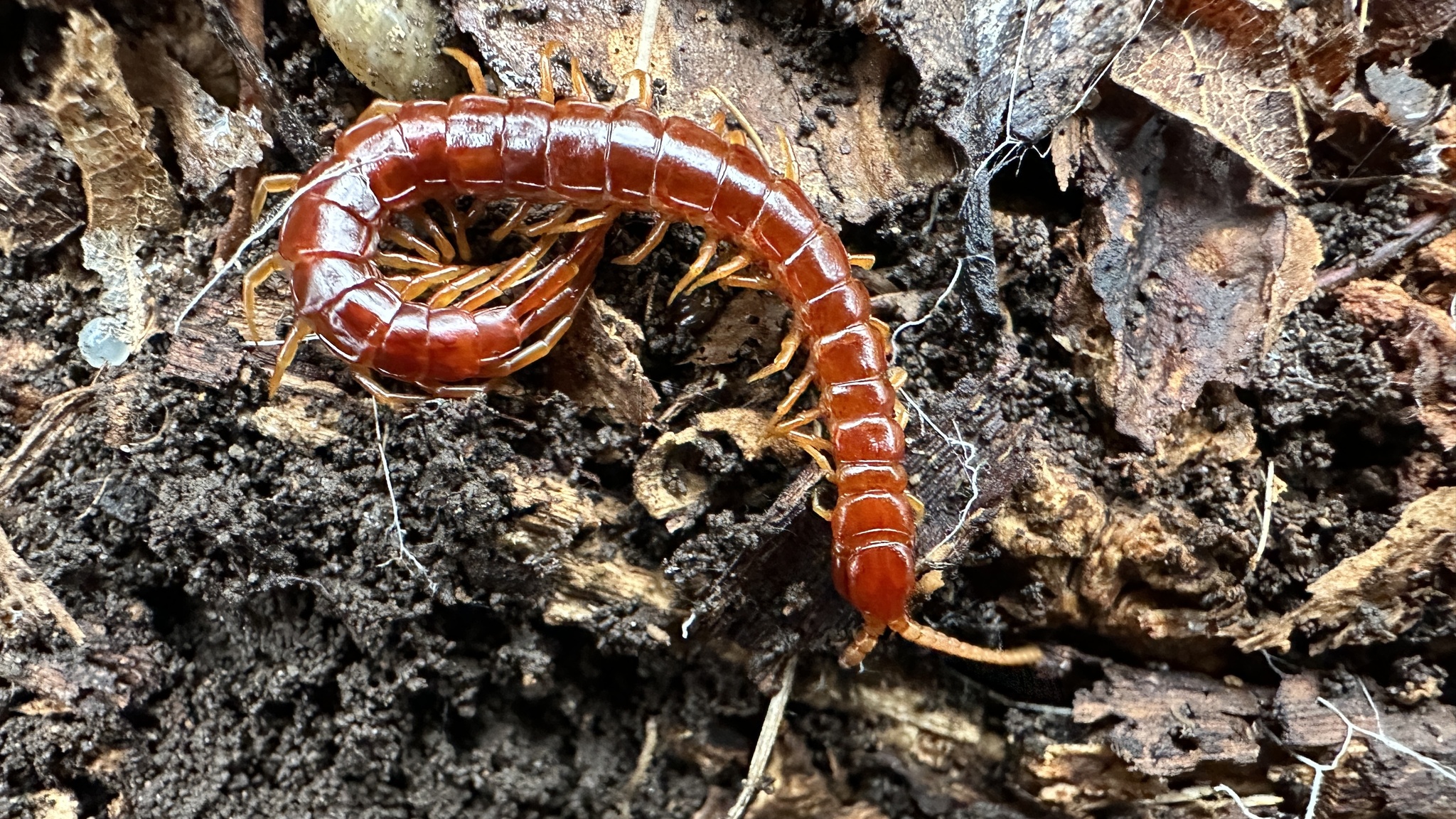 Scolopocryptopidae
