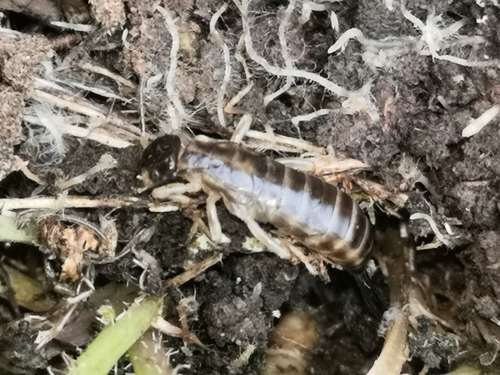 Genus Perirrhytus · iNaturalist