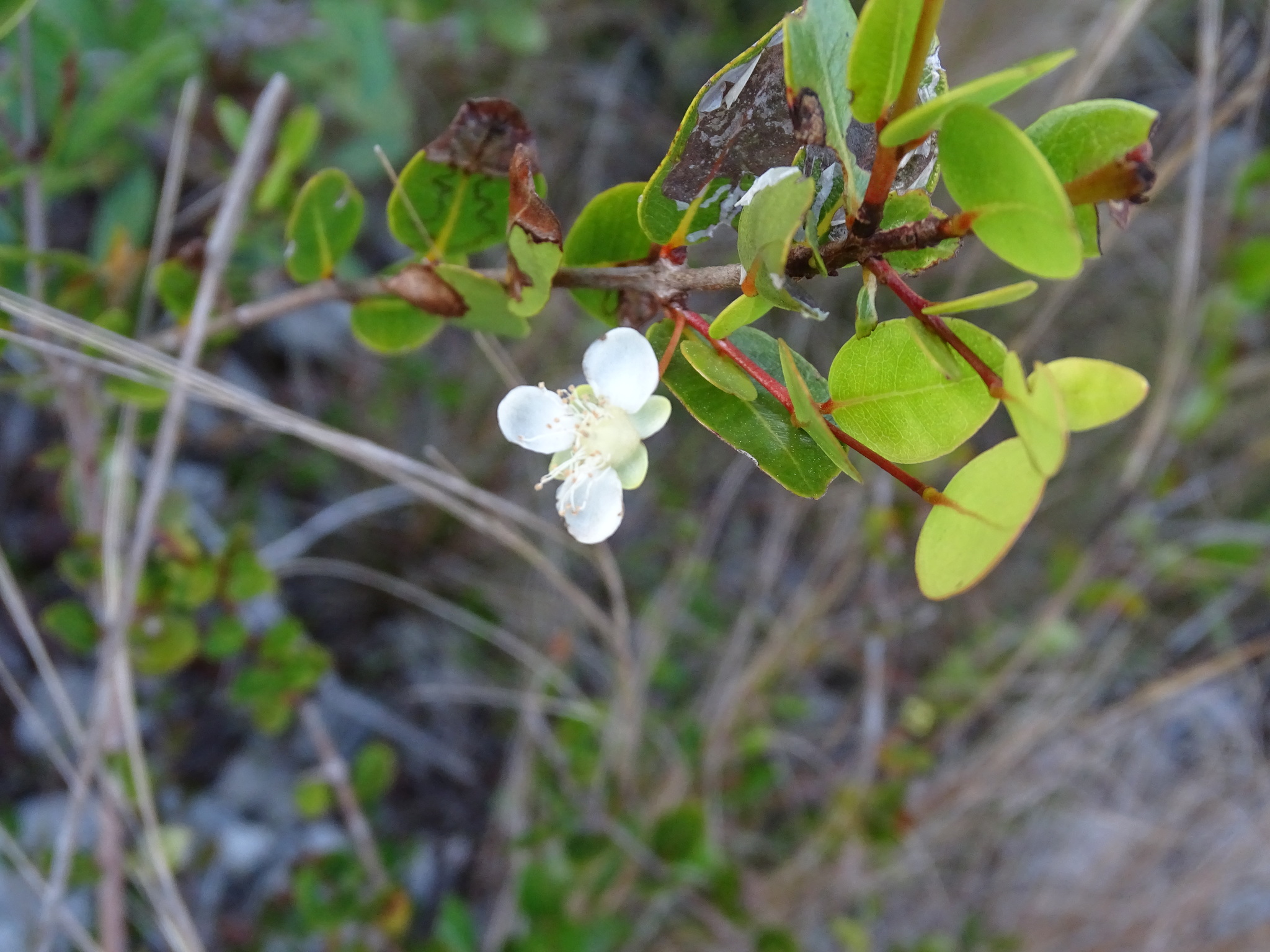 Mosiera longipes (O.Berg) Small