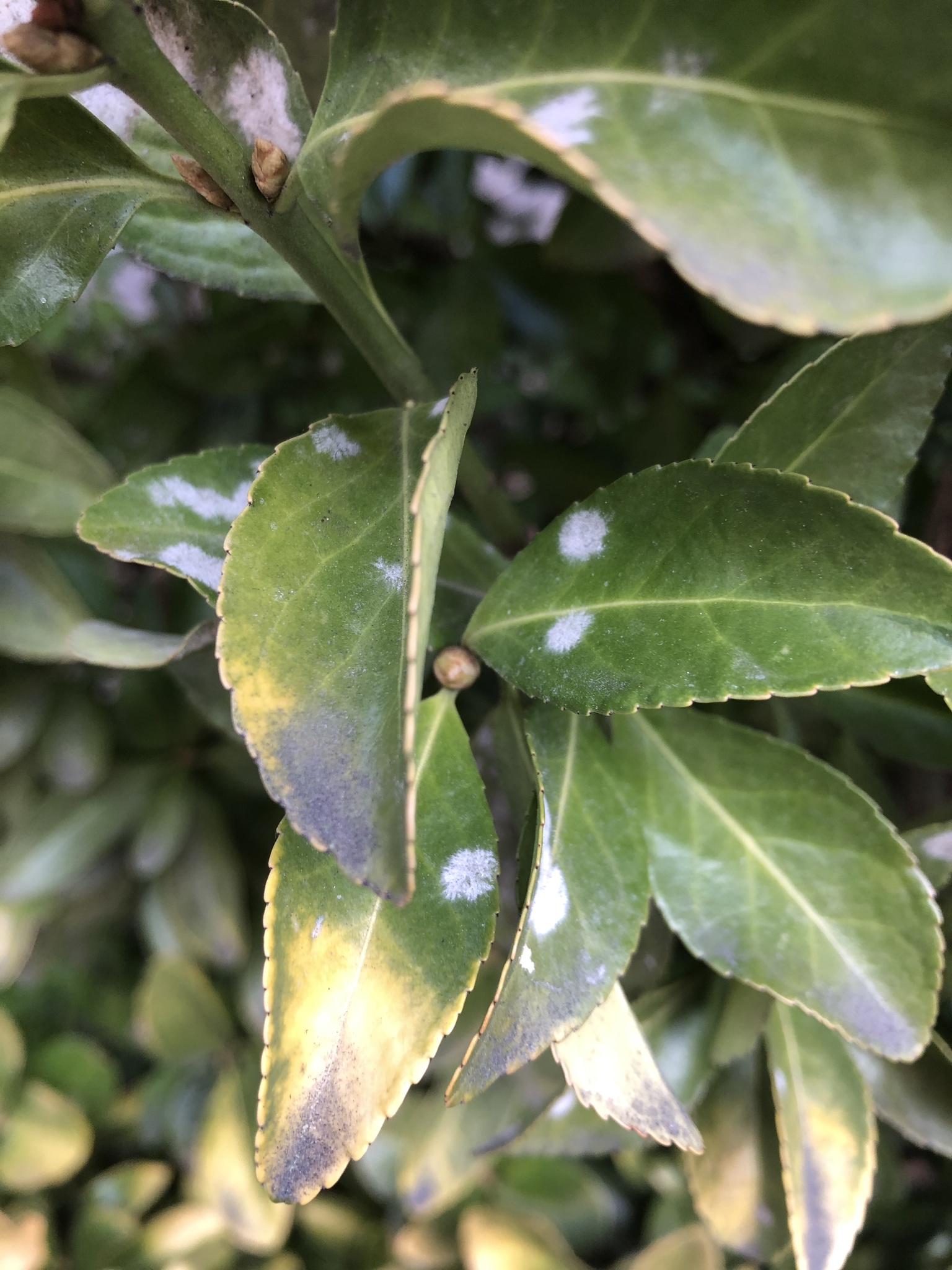 Erysiphe R.Hedw. ex DC., 1805