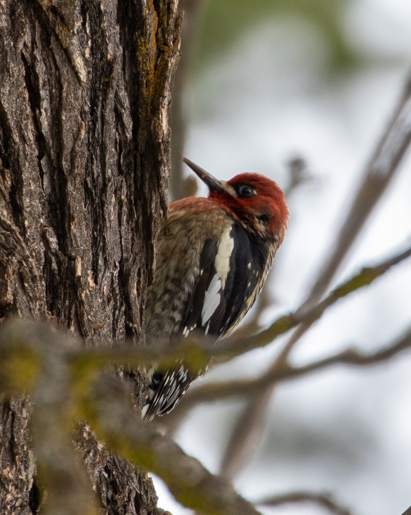 Red-breasted Sapsucker from Wasco County, OR, USA on December 29, 2021 ...