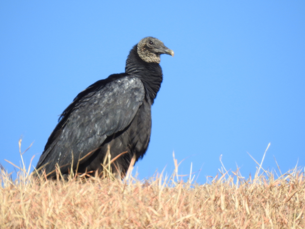 Black Vulture from Lewisville, TX, USA on January 08, 2023 at 11:15 AM ...