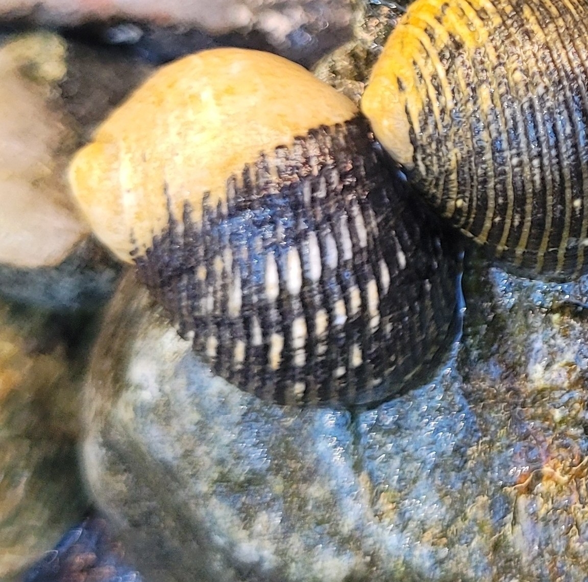 Neritidae