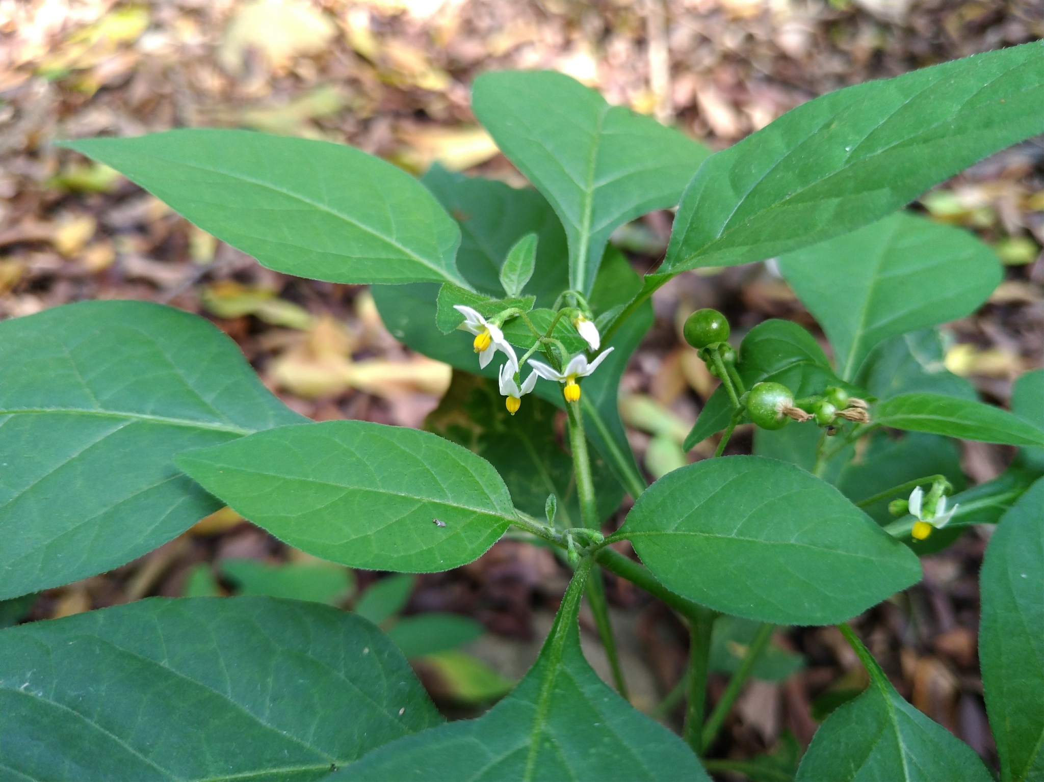 Solanum americanum Mill.