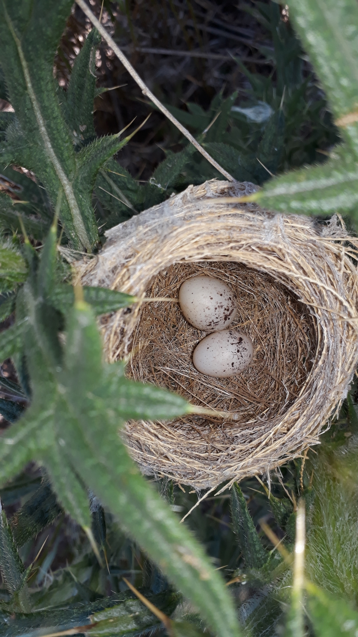 Sporophila ruficollis Cabanis, 1851