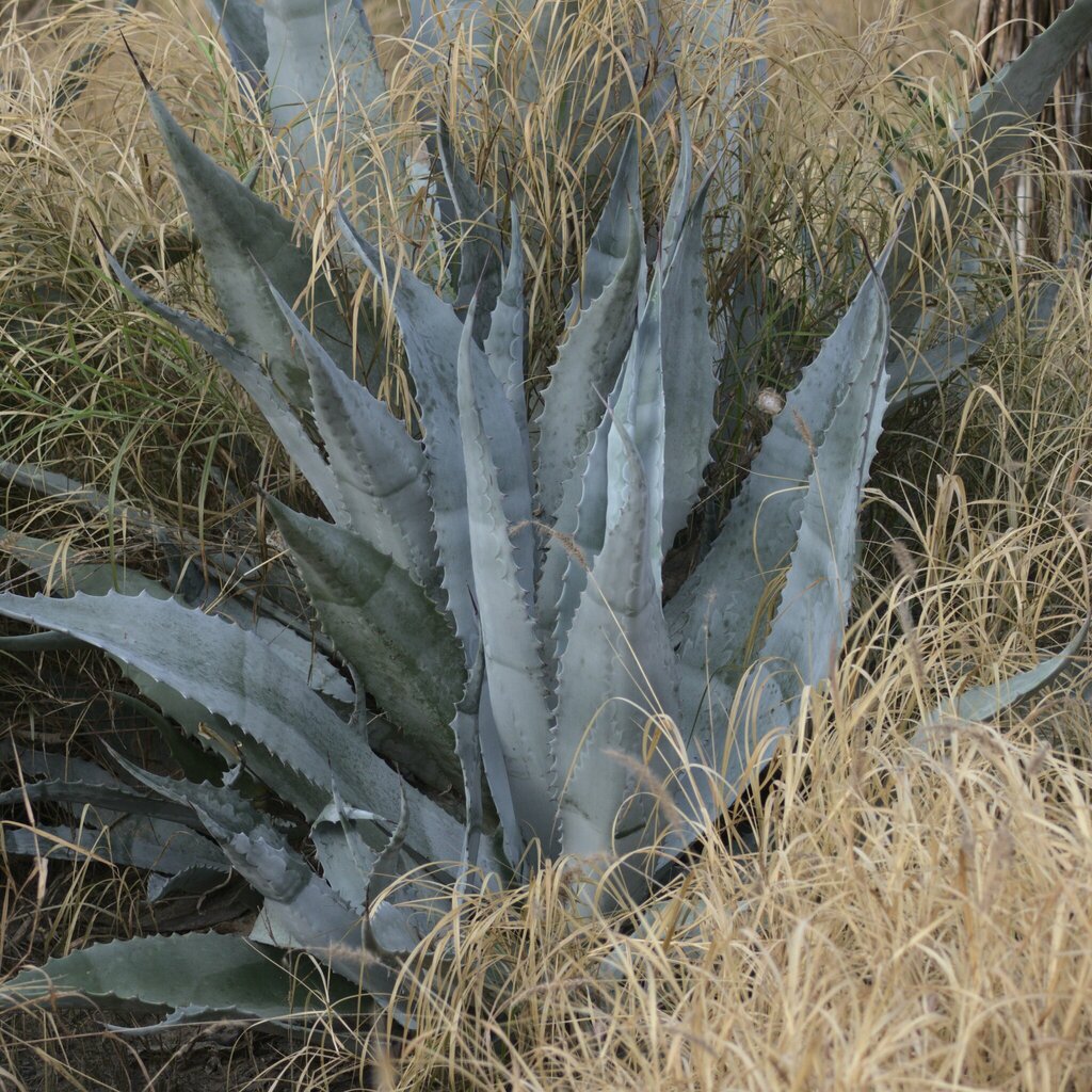 American century plant from Salineño Wildlife Preserve, TX on January ...