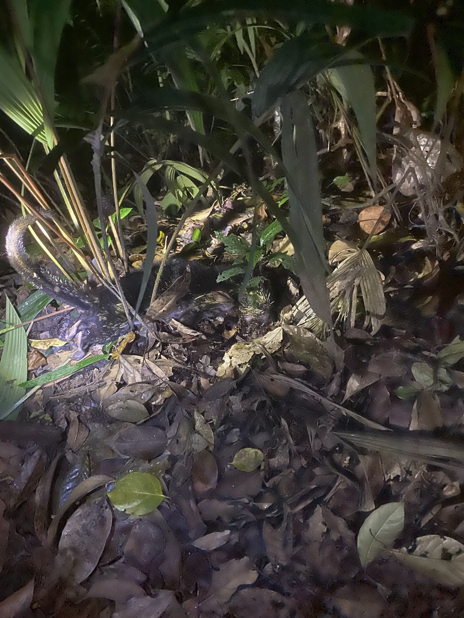 Sphiggurus mexicanus (Kerr, 1792)