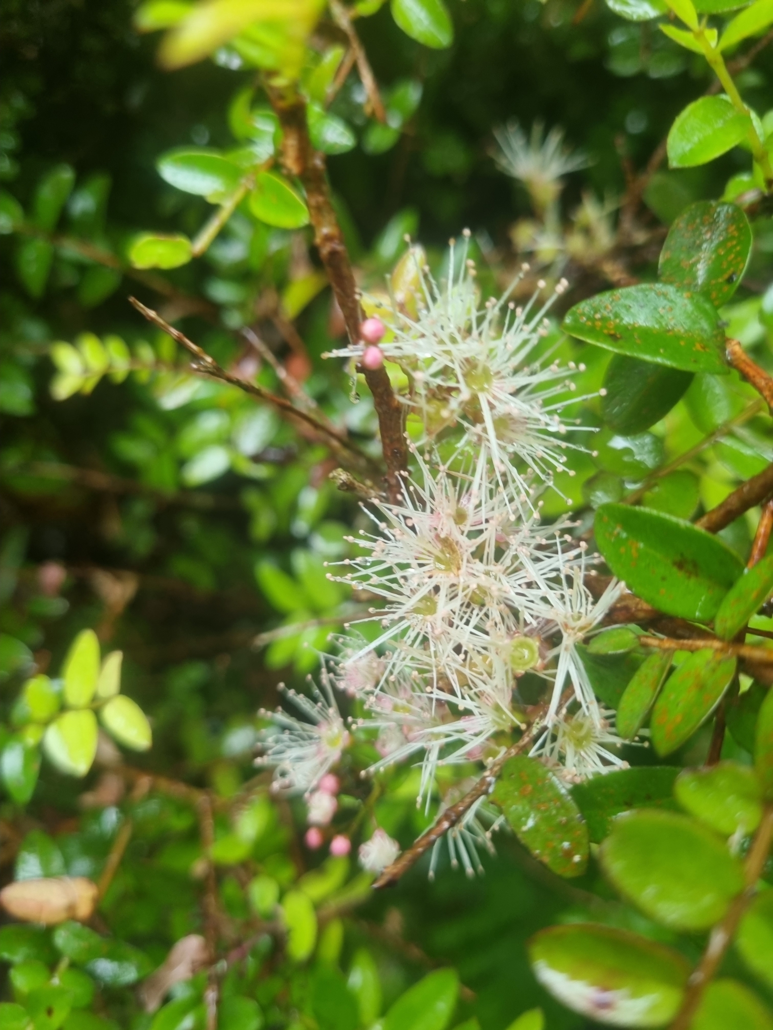 Metrosideros diffusa (G.Forst.) Sm.