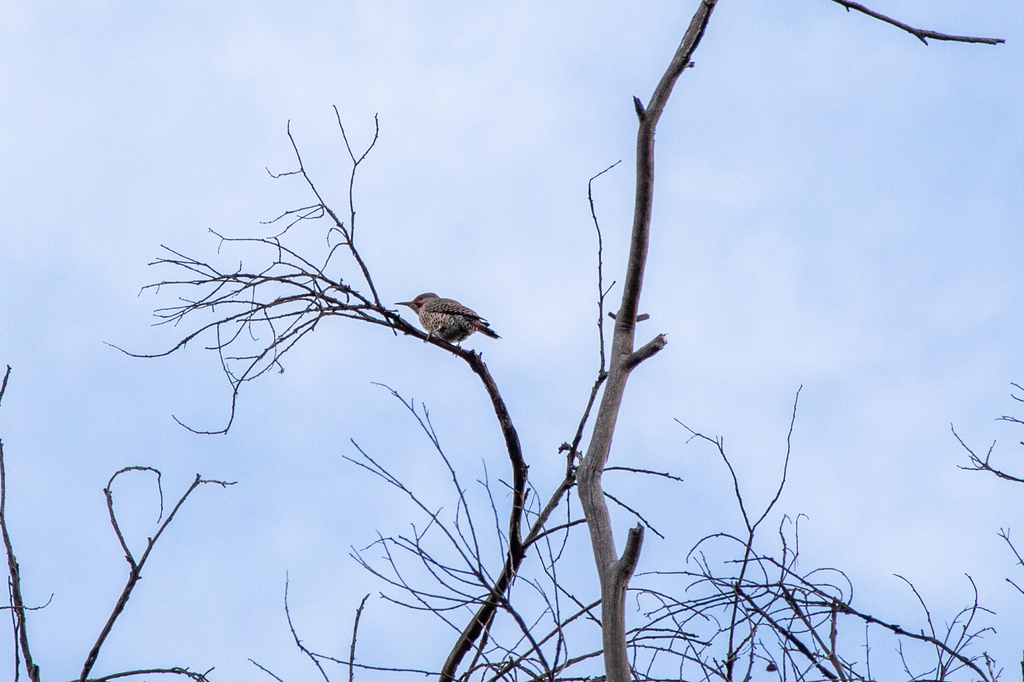 Northern Flicker from Santa Cruz Island Reserve, Channel Islands ...