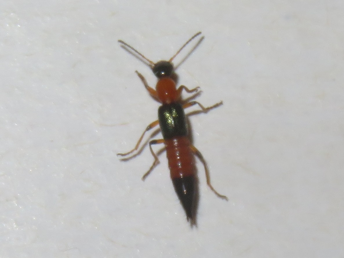 Staphylinidae