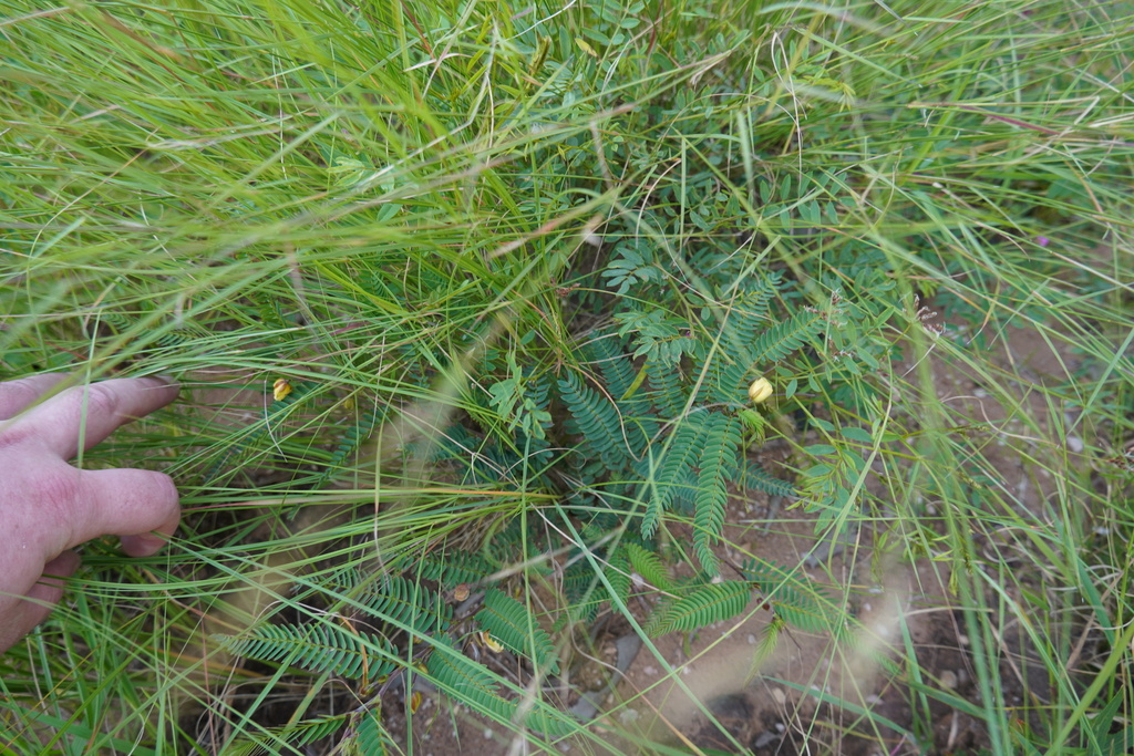 sensitive and partridge peas from Bedfordview, Germiston, 2008, South ...