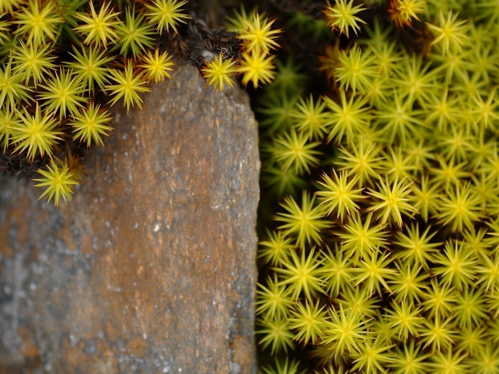 common haircap moss (The Hedgecourt Nature Reserve's Common Plants ...